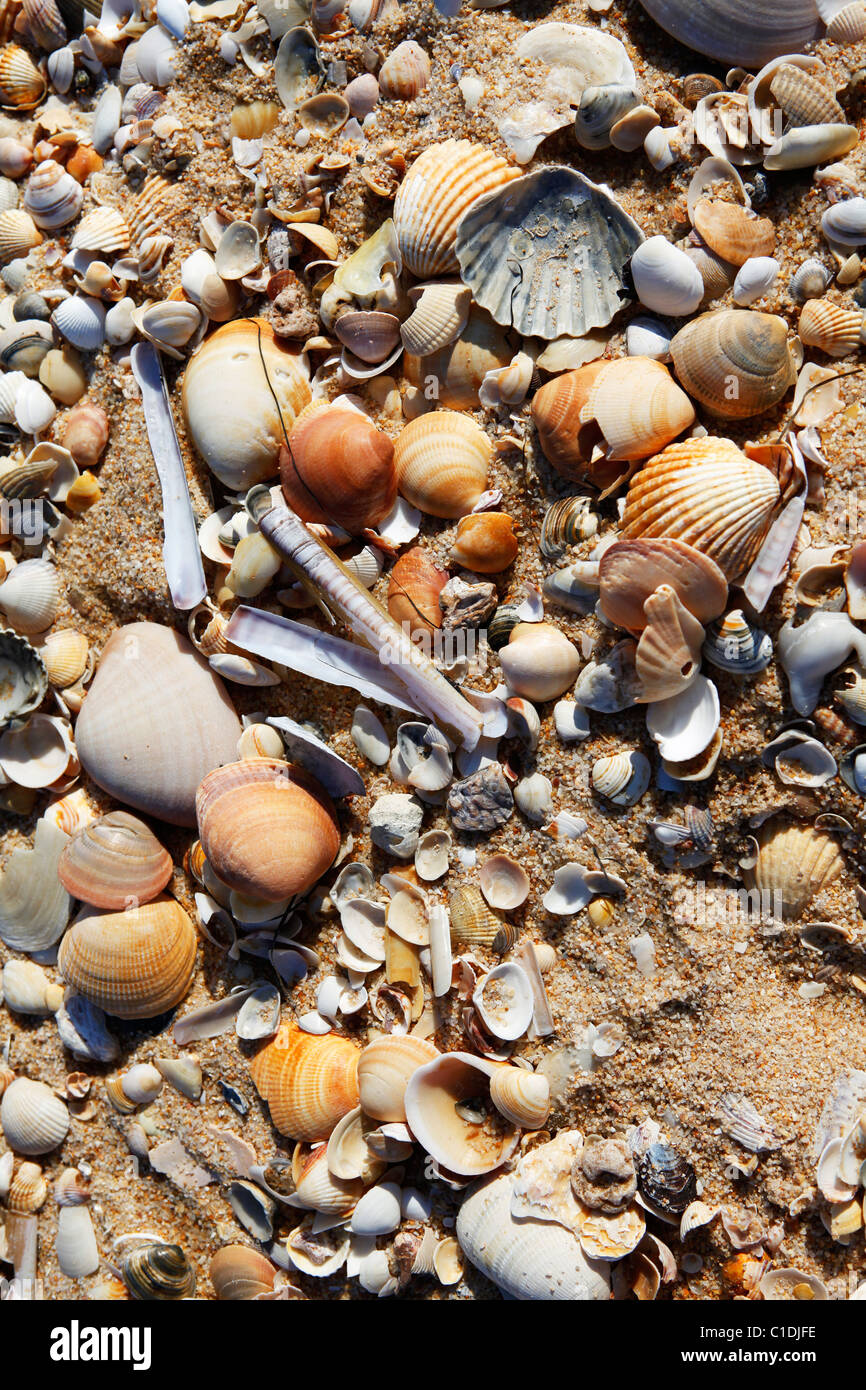 Seashells on a sandy beach Stock Photo - Alamy