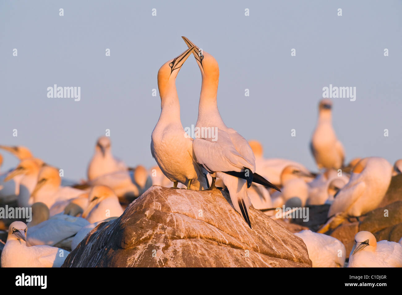 Northern Gannet (Morus bassanus), Saltee Islands, Ireland Stock Photo - Alamy