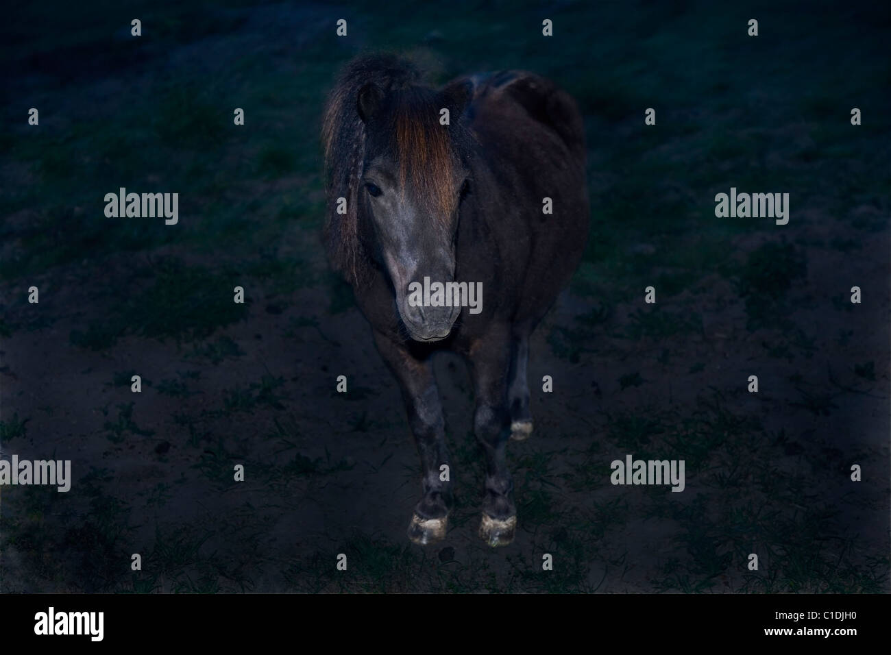 Night Pony High Resolution Stock Photography and Images - Alamy