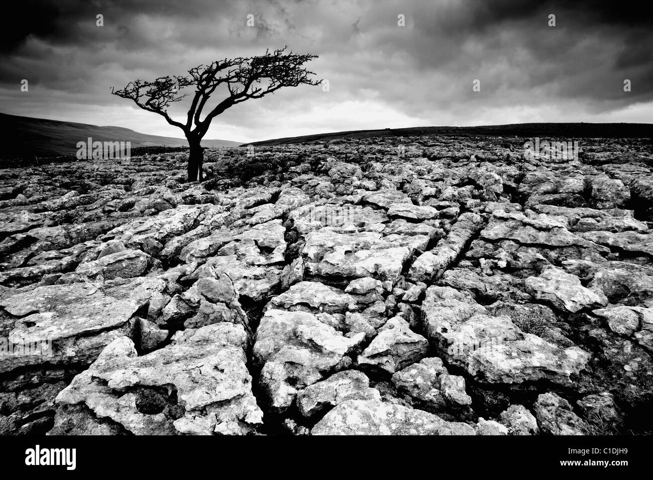 Lone tree, Twistleton Scar, near Ingleton, Yorkshire Dales, England ...