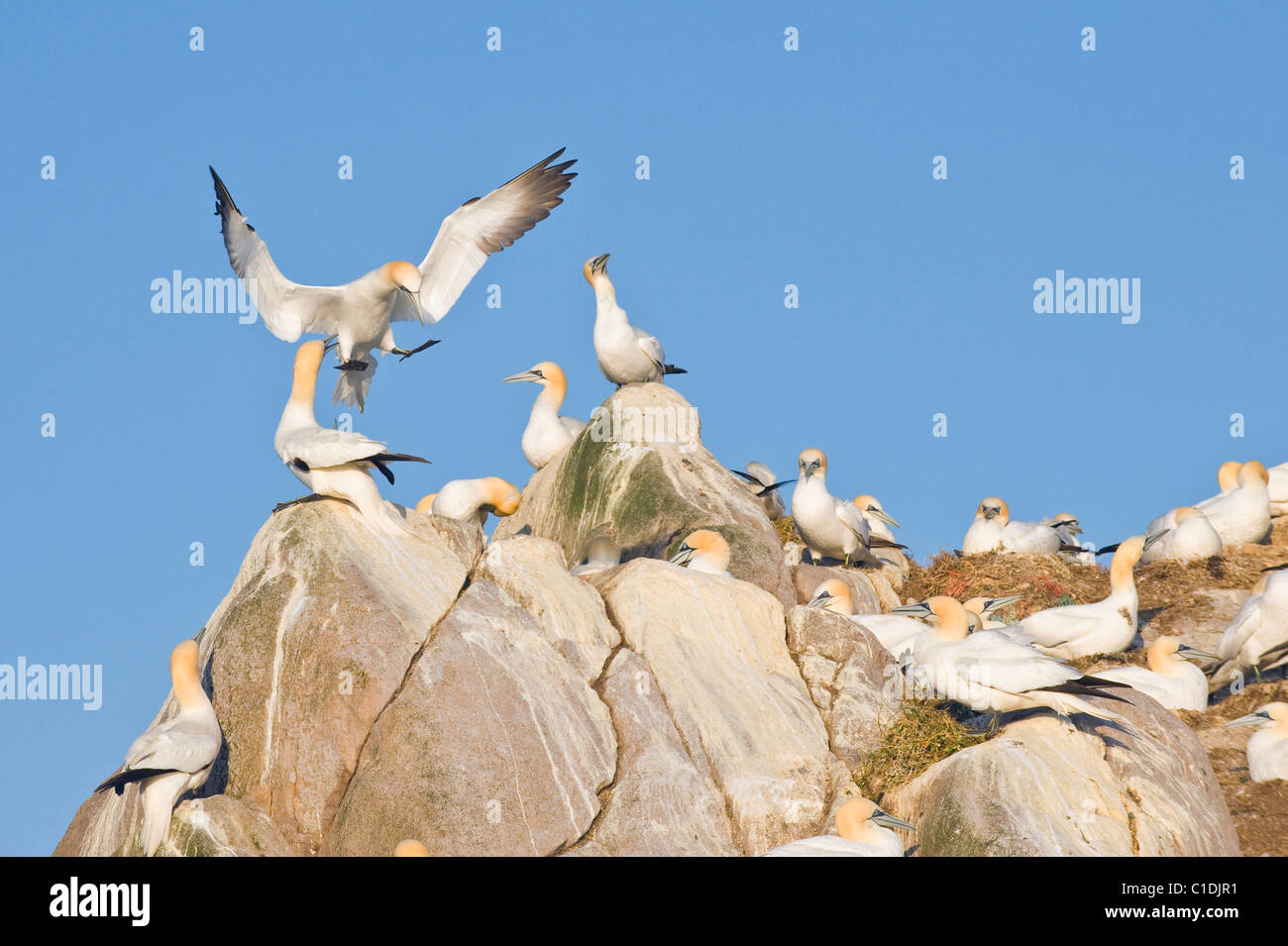 Northern Gannet (Morus bassanus), Saltee Islands, Ireland Stock Photo - Alamy