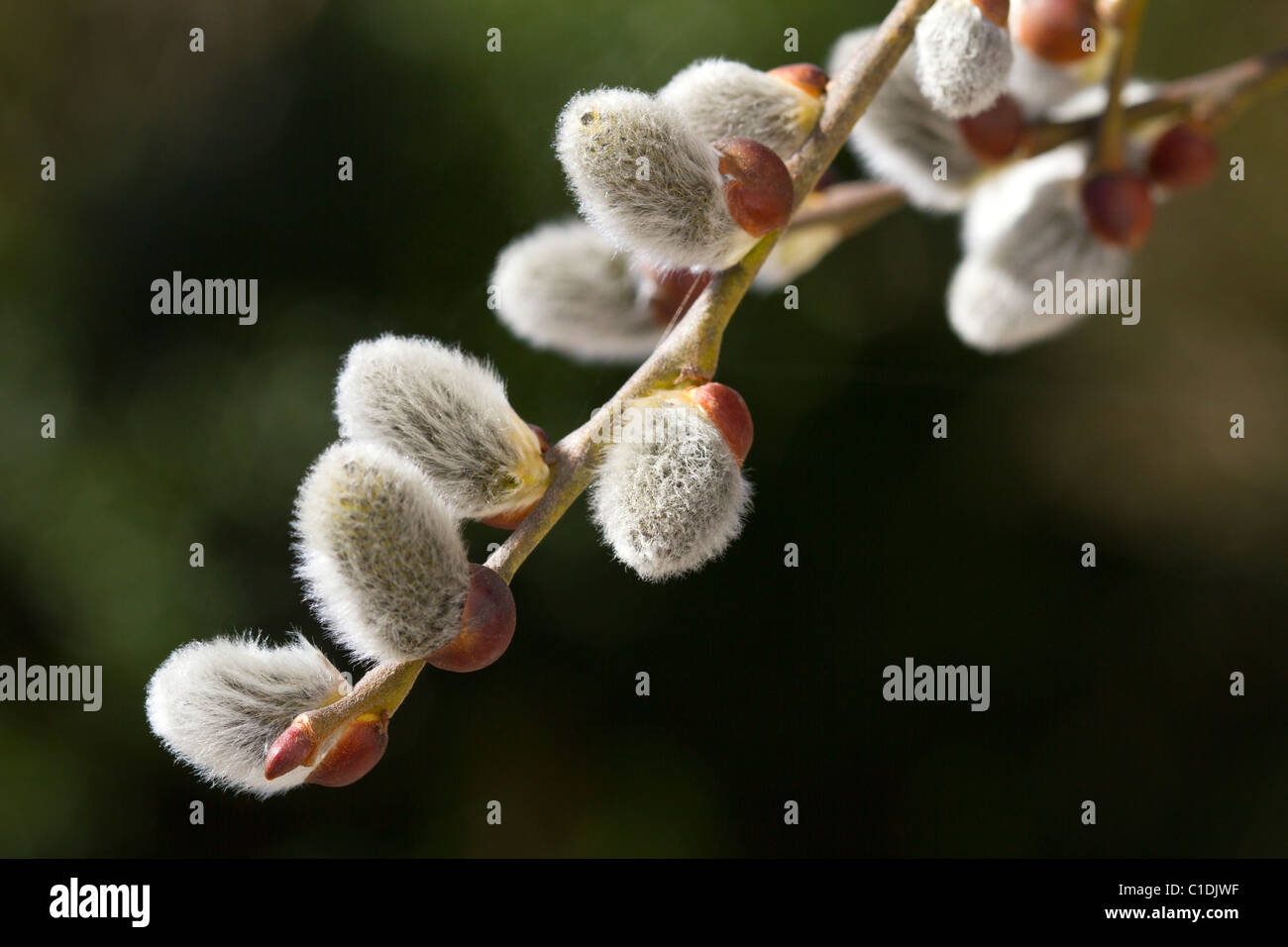 Flowering willow, salix caprea, spring time Stock Photo - Alamy