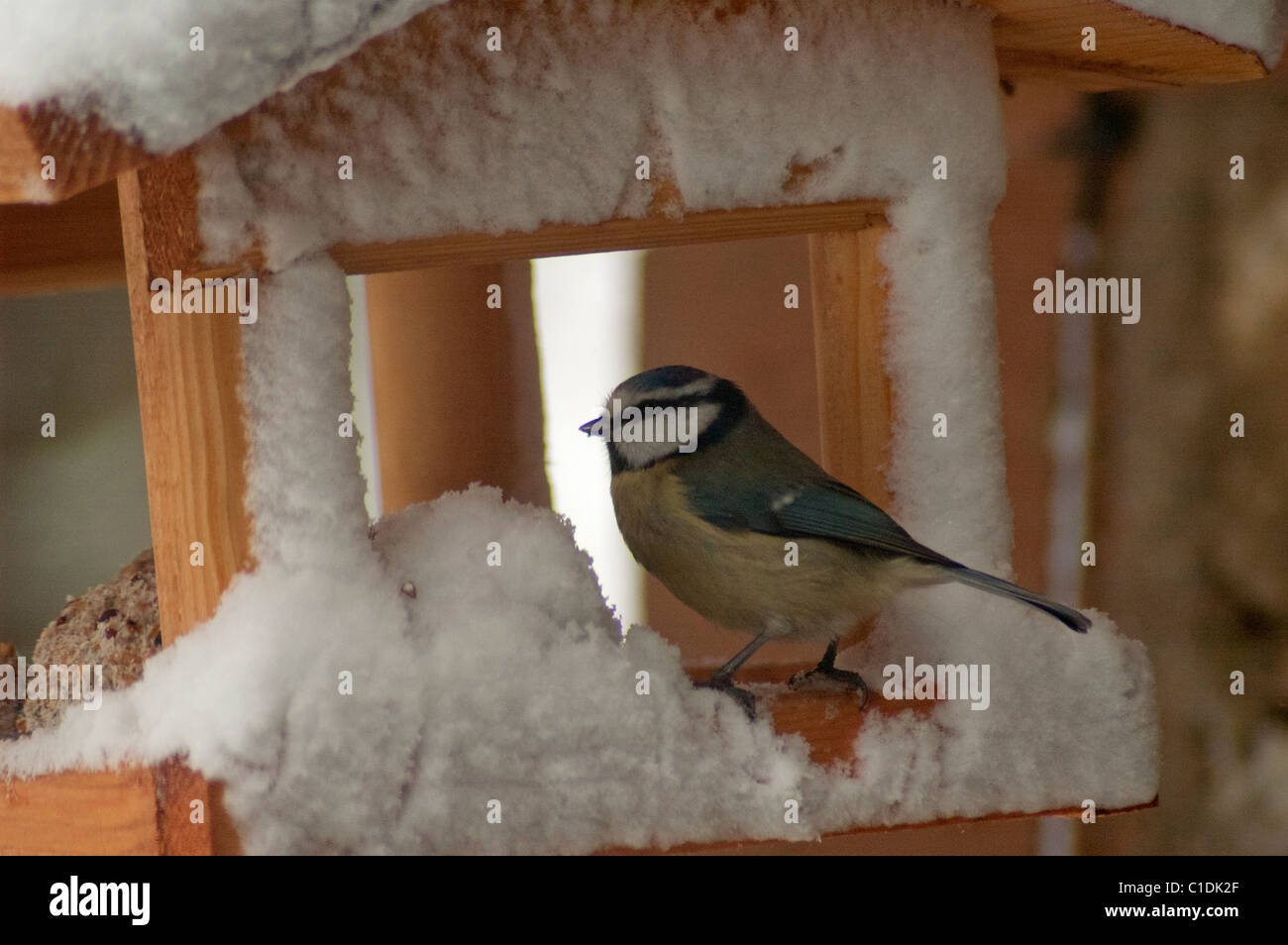 Blue tit purchased on a snowy bird table Stock Photo - Alamy