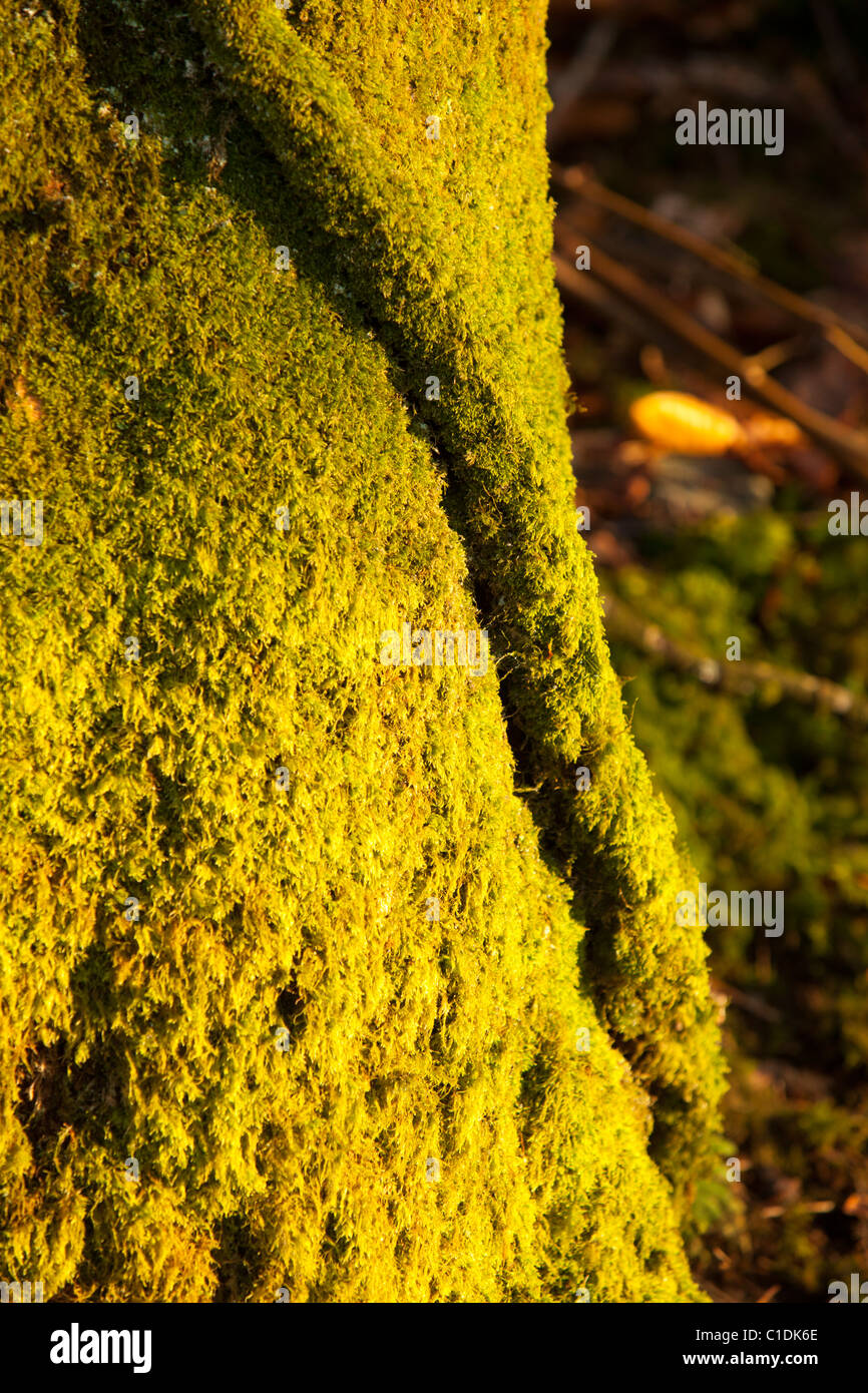 A vine entwined round a tree trunk Stock Photo - Alamy