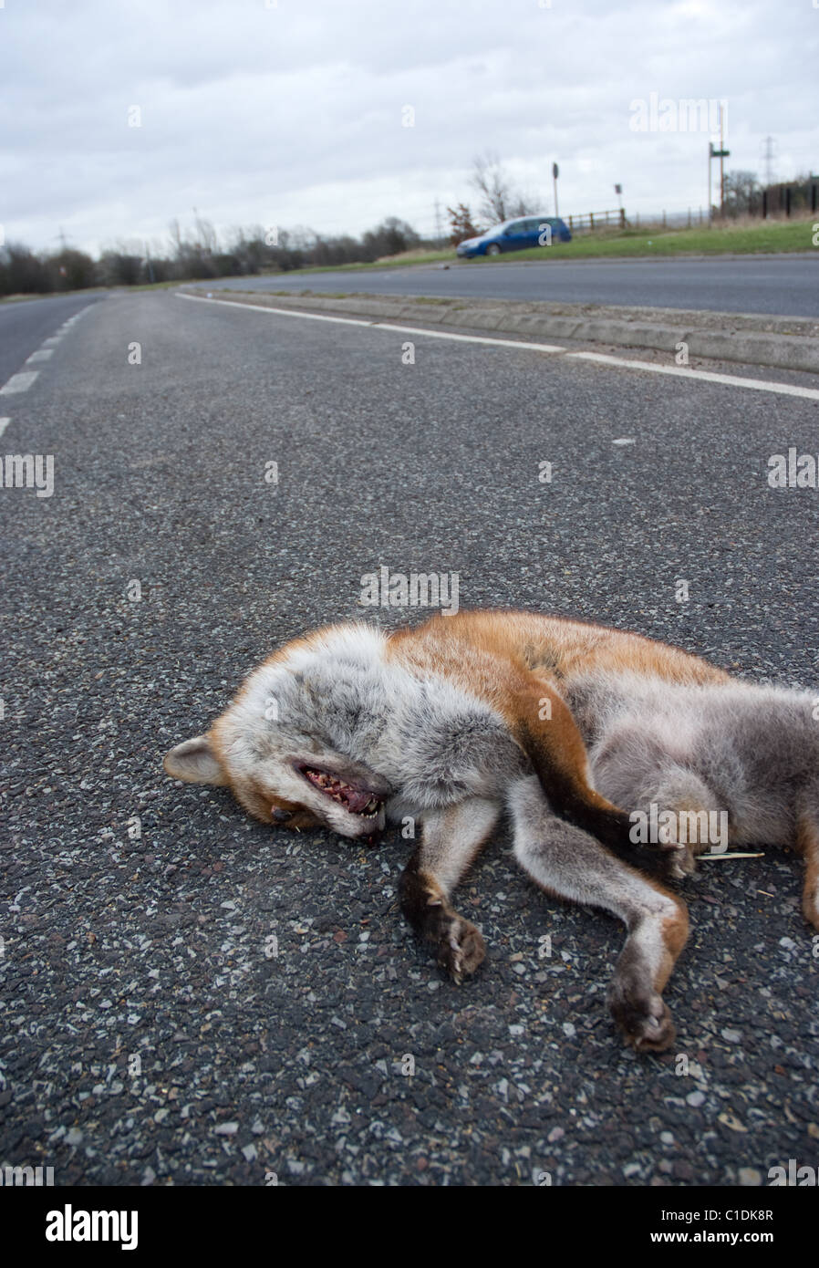 a dead fox by the roadside Stock Photo - Alamy