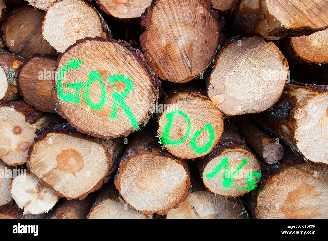 Conifer timber hi-res stock photography and images - Alamy