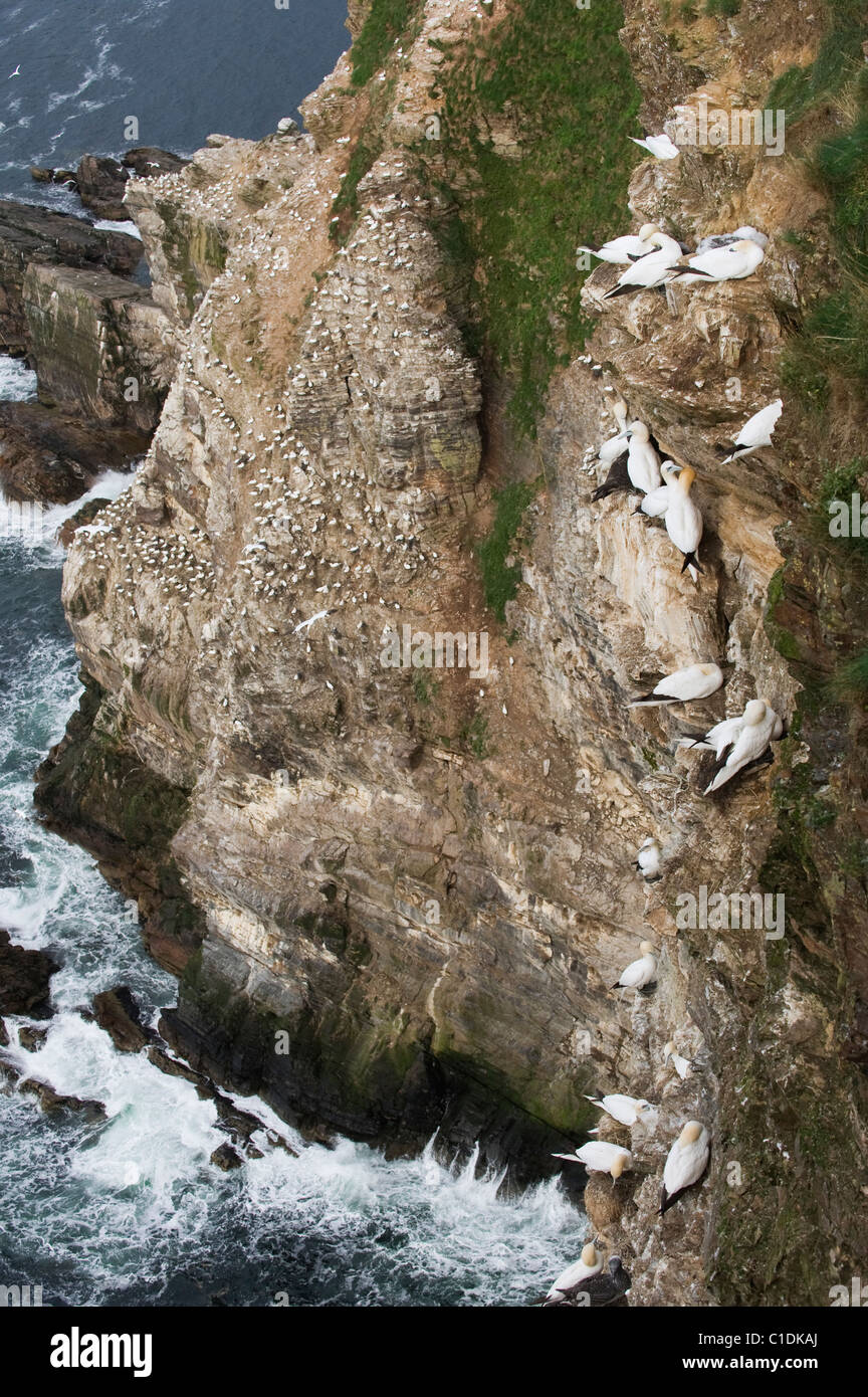 Scotland troup head hi-res stock photography and images - Alamy