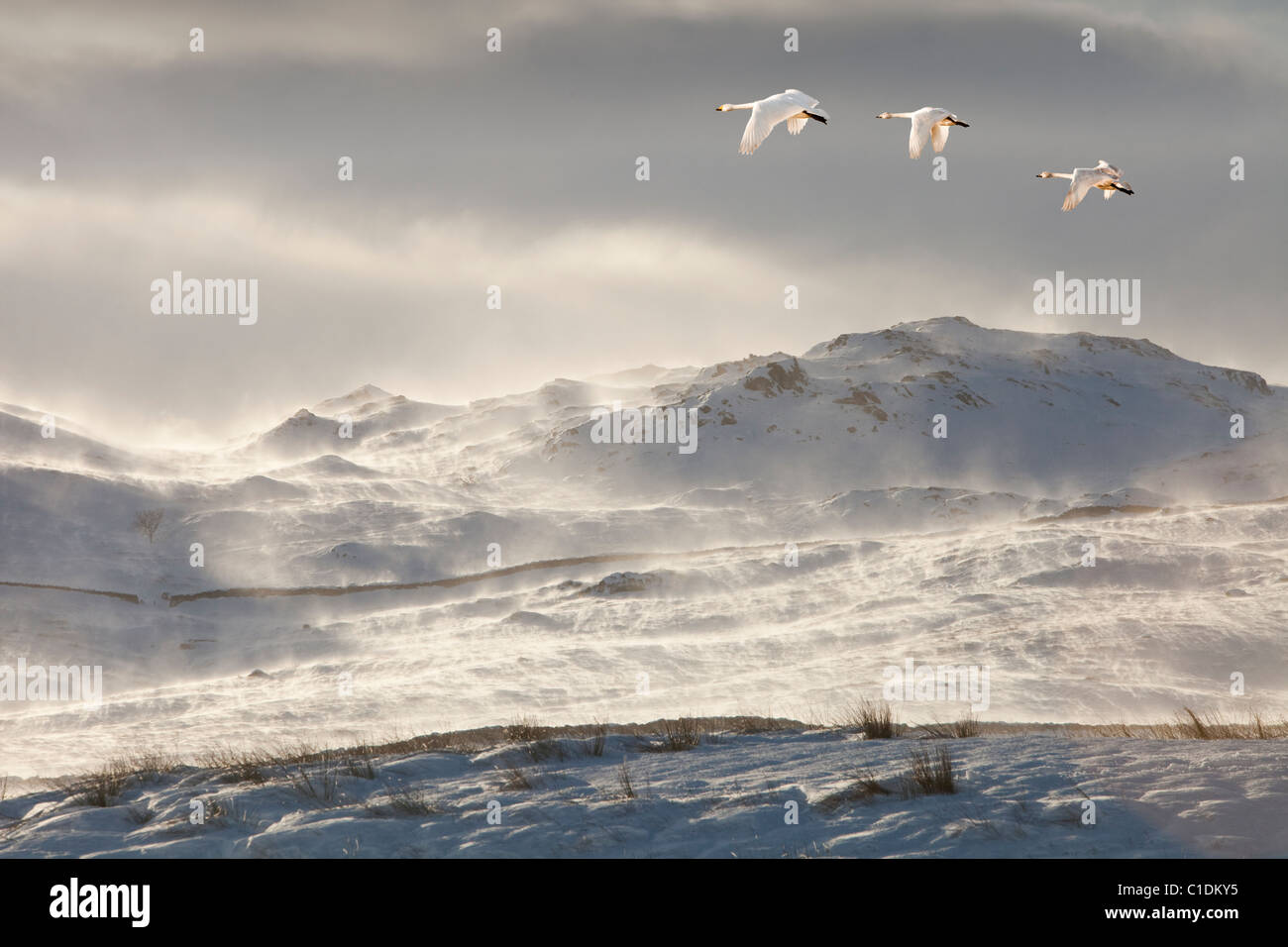 Swan flying overhead hi-res stock photography and images - Alamy