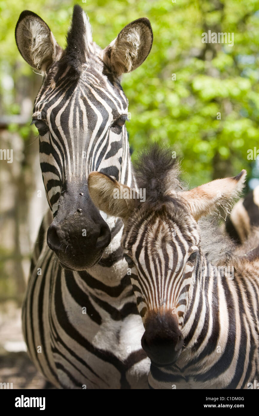 Family of zebra hi-res stock photography and images - Alamy
