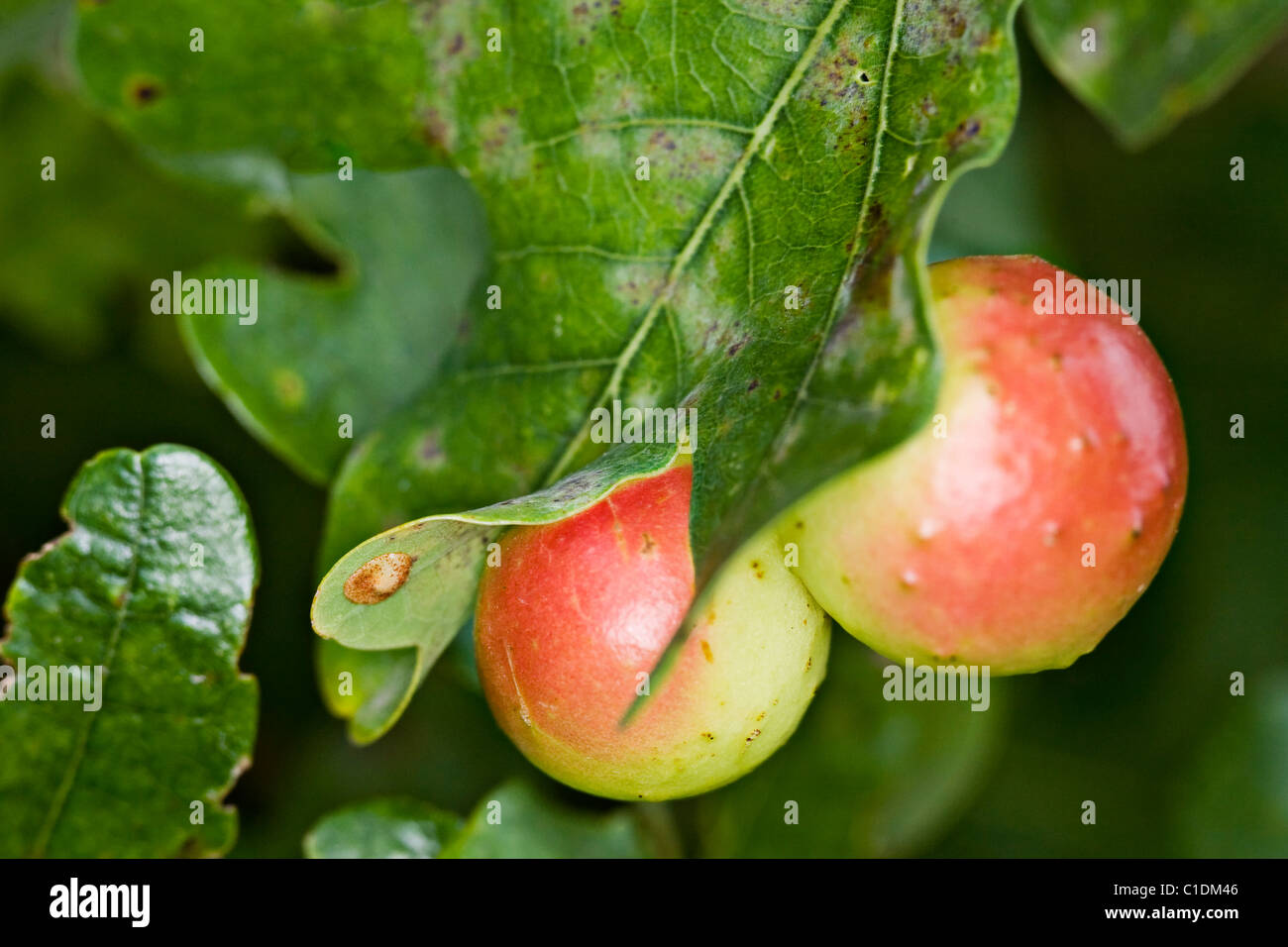common oak apple of an oak gall wasp (Cynips quercusfolii Stock Photo ...