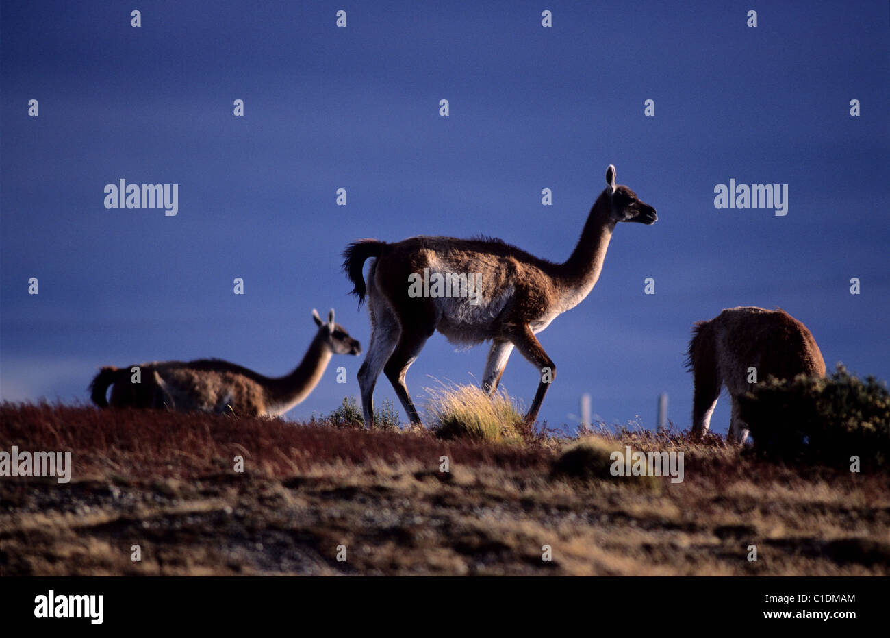 Chile, Patagonia, llamas Stock Photo - Alamy