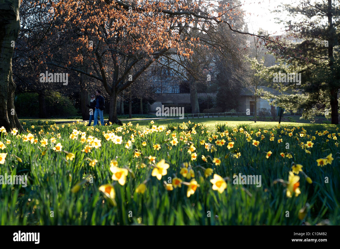 Daffodils in Spring Henrietta Public Park Bath England Stock Photo - Alamy