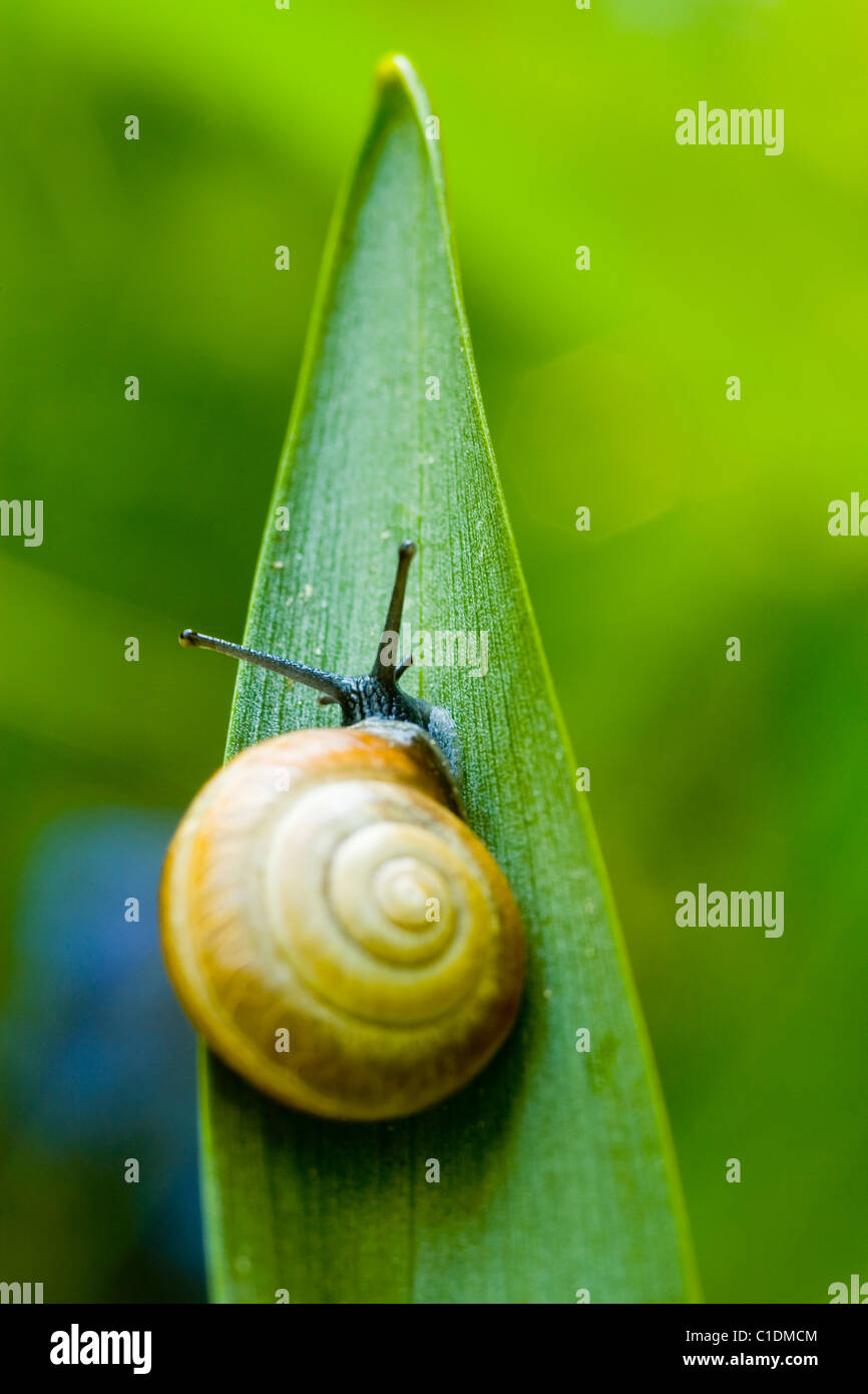 snail on a blade of grass Stock Photo - Alamy