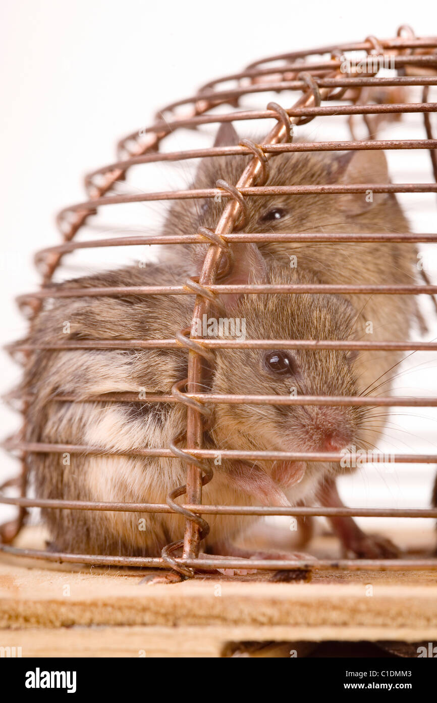 house mouse (mus musculus) in a mousetrap Stock Photo - Alamy