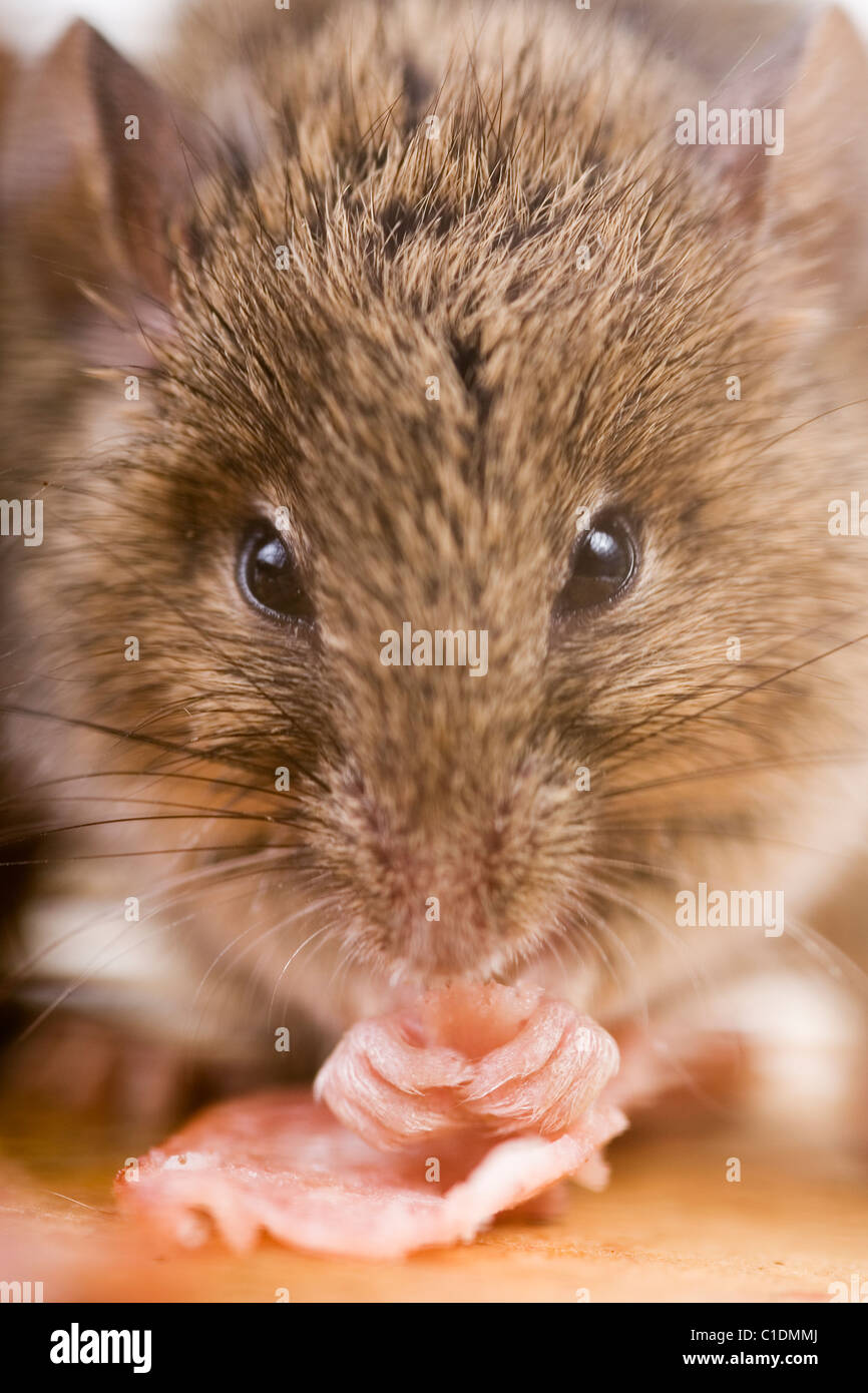 house mouse (mus musculus Stock Photo - Alamy