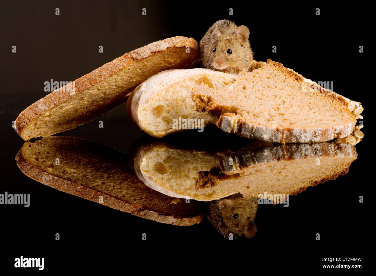 Mouse images animal hi-res stock photography and images - Alamy