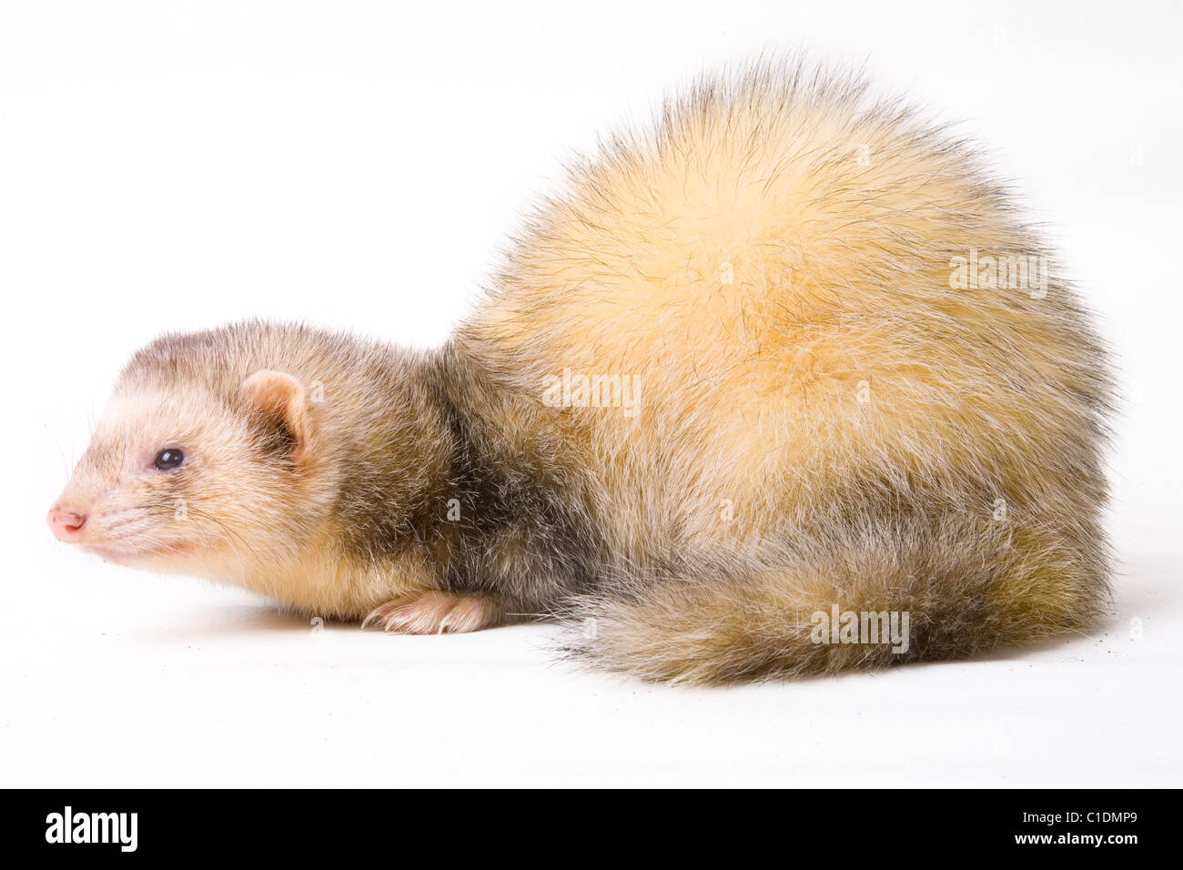 Valuable fur bearing animal Cut Out Stock Images & Pictures - Alamy
