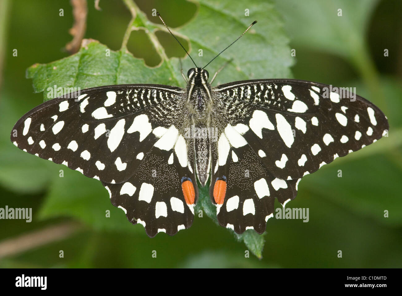 Papilio animal hi-res stock photography and images - Alamy