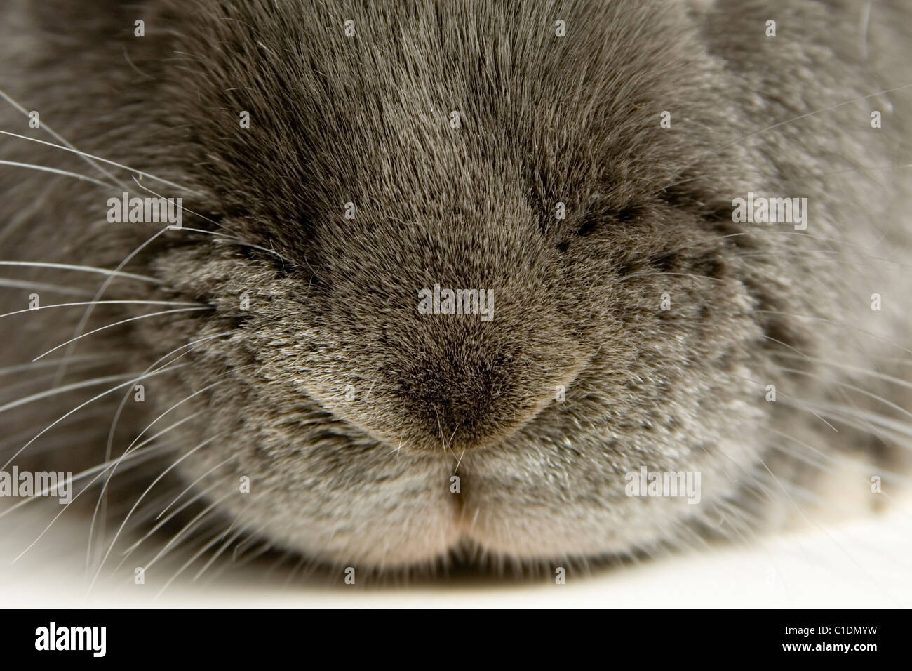 Rabbits mouth hi-res stock photography and images - Alamy