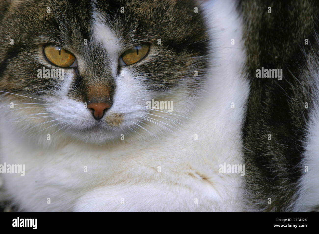 Cats sleeping portrait hi-res stock photography and images - Alamy