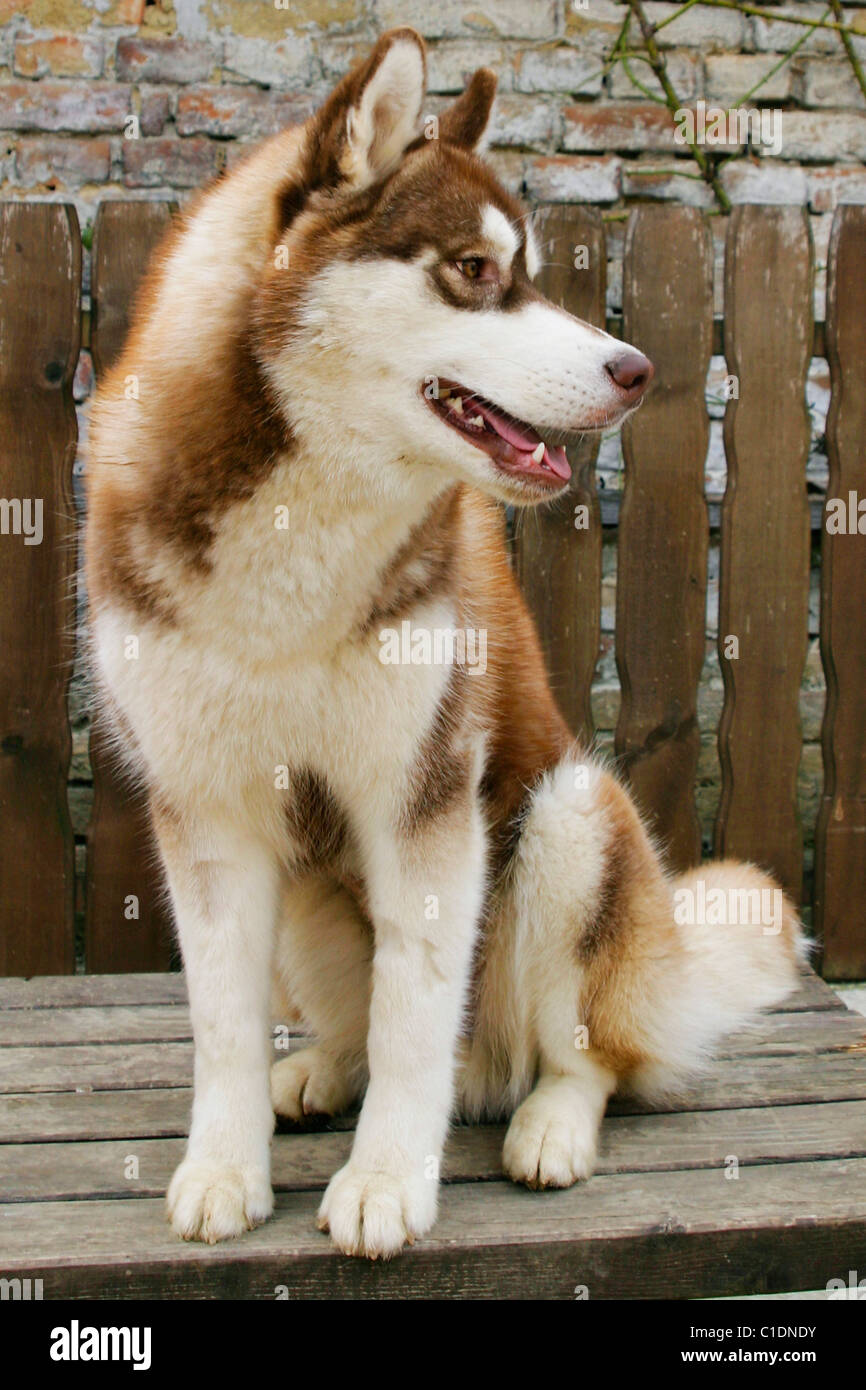 Husky portraits hi-res stock photography and images - Alamy