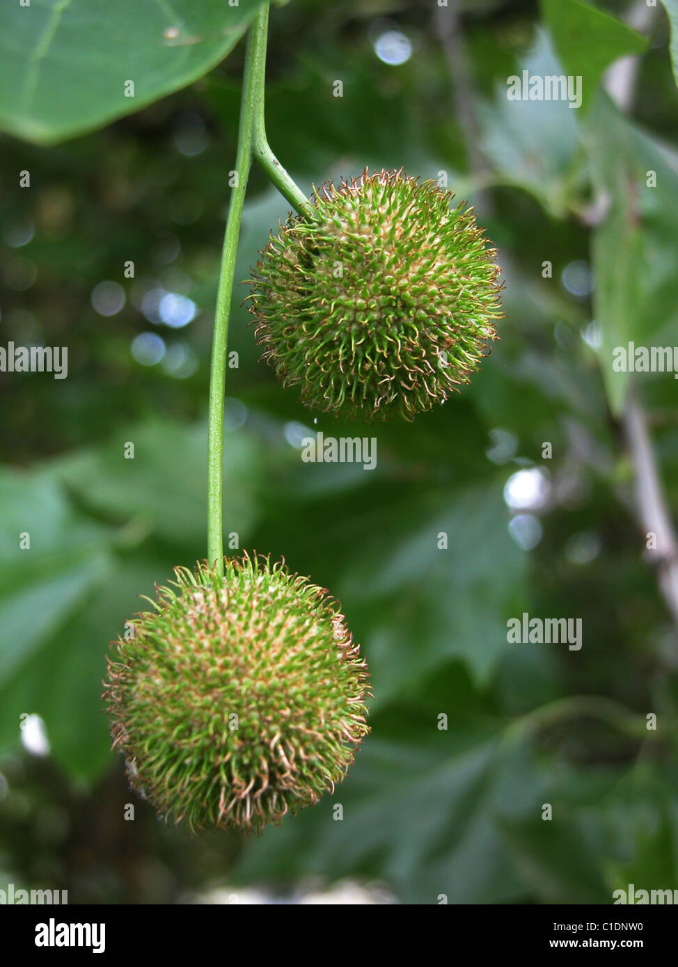 Platanes hi-res stock photography and images - Alamy