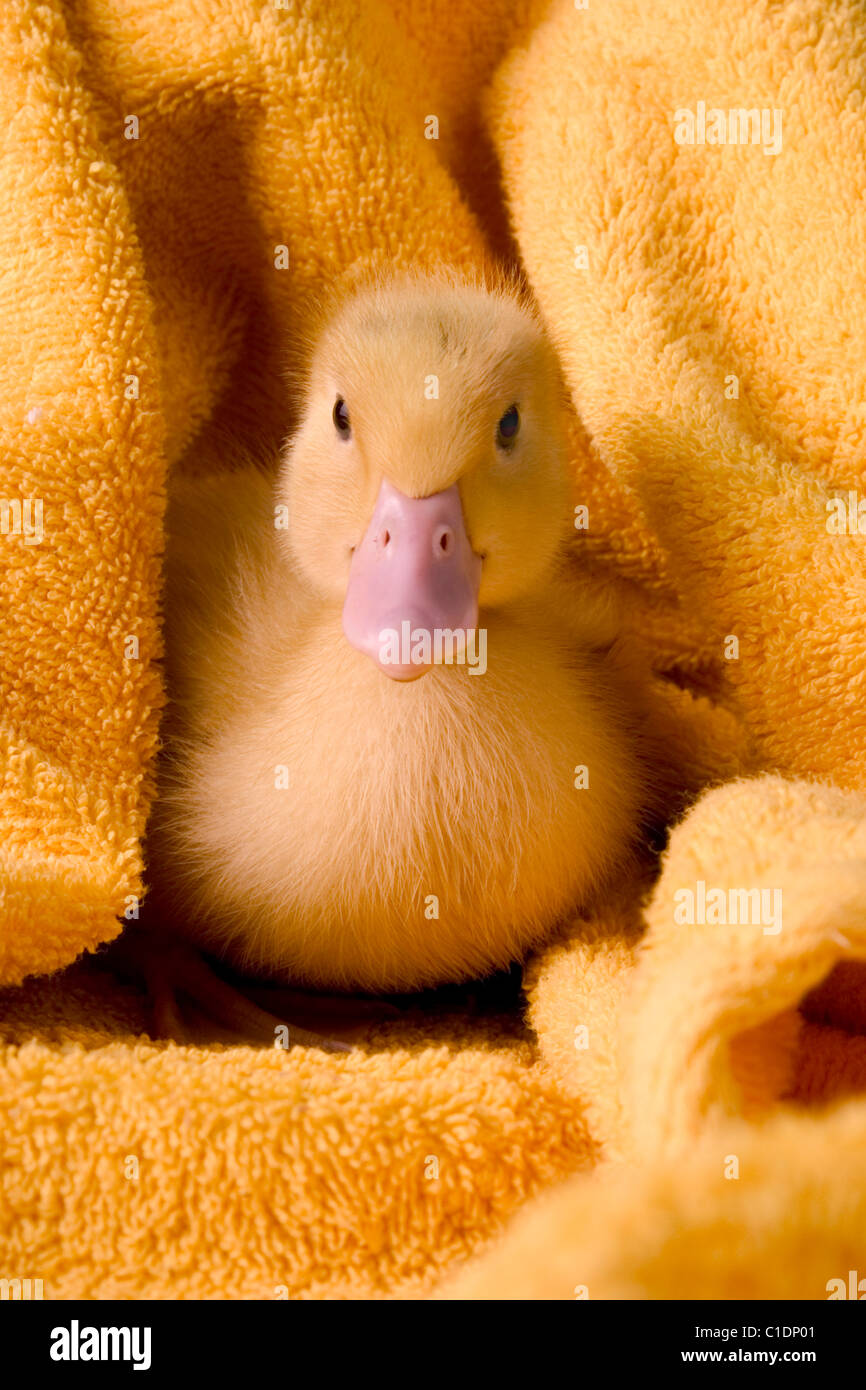 Neat duck hi-res stock photography and images - Alamy