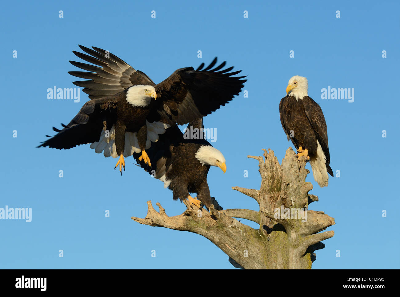 Three Bald Eagles, of which one of them thinks that three is a crowd ...