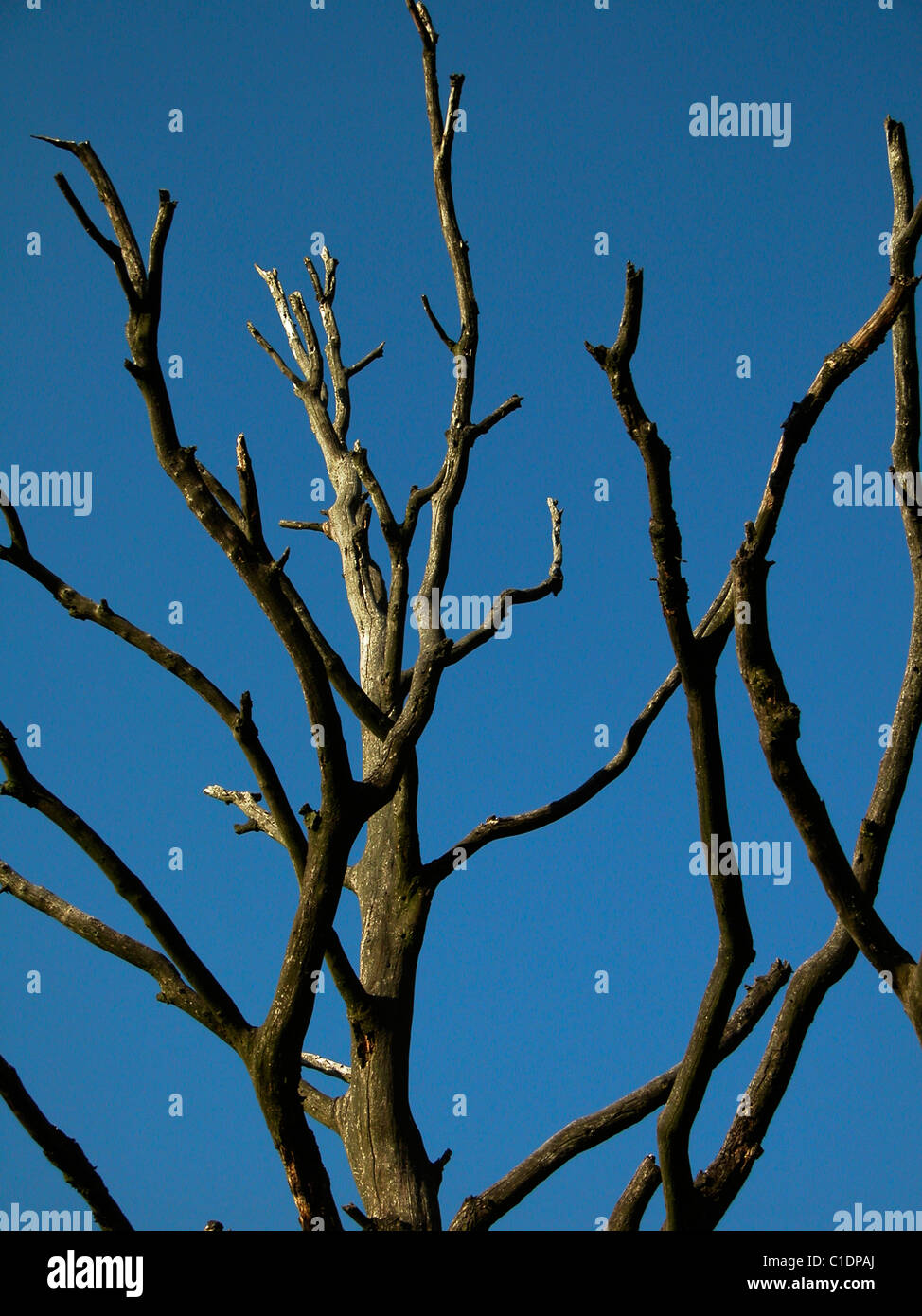 Dead persons tree hi-res stock photography and images - Alamy
