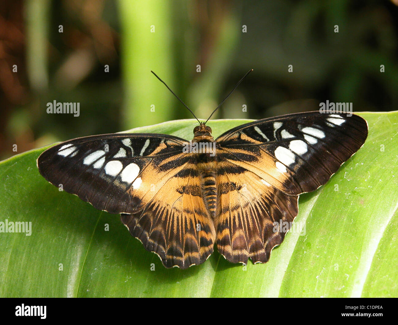 Sailor butterfly hi-res stock photography and images - Alamy