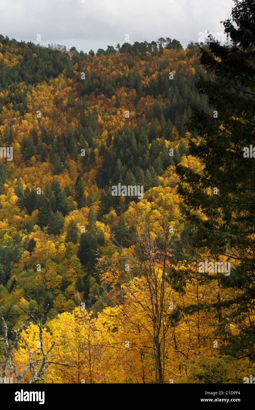 Oak and chestnut hi-res stock photography and images - Alamy