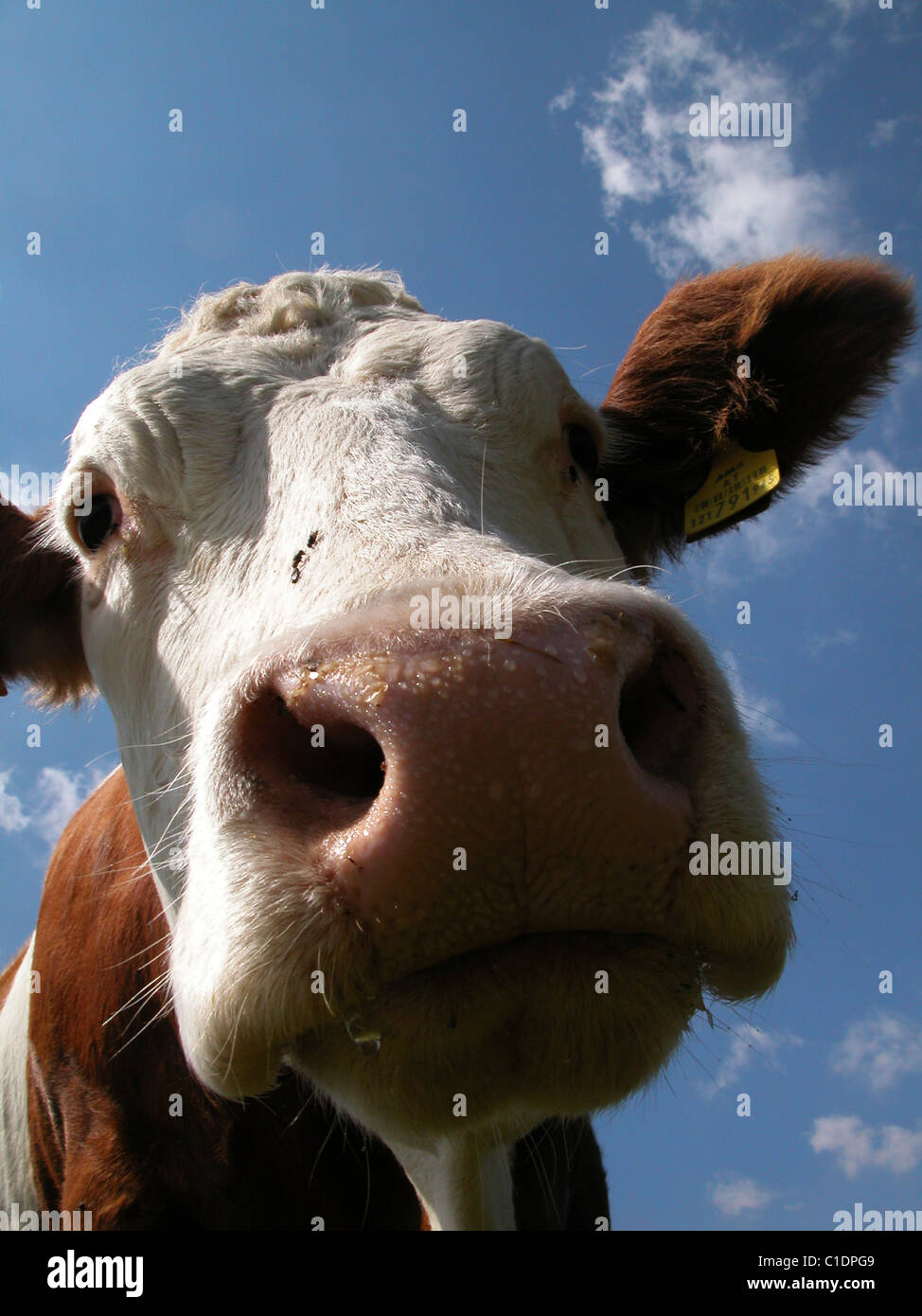 Cows face faces hi-res stock photography and images - Alamy