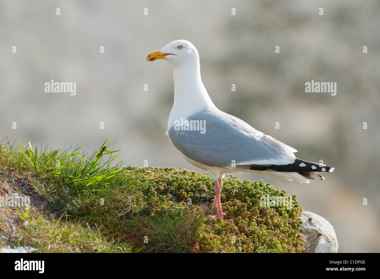 Langdon cliffs hi-res stock photography and images - Alamy
