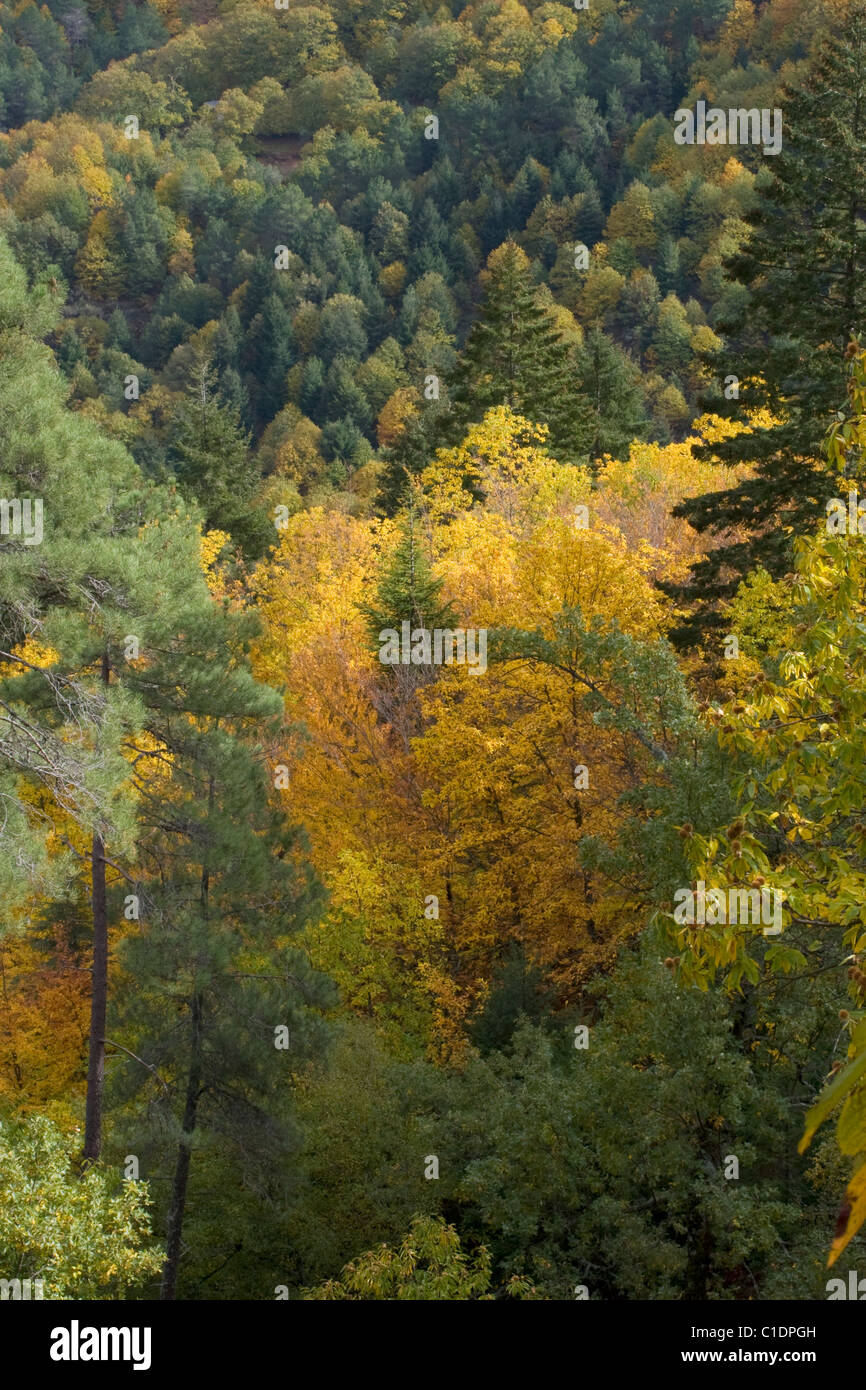 Oak and chestnut forest during fall Stock Photo - Alamy
