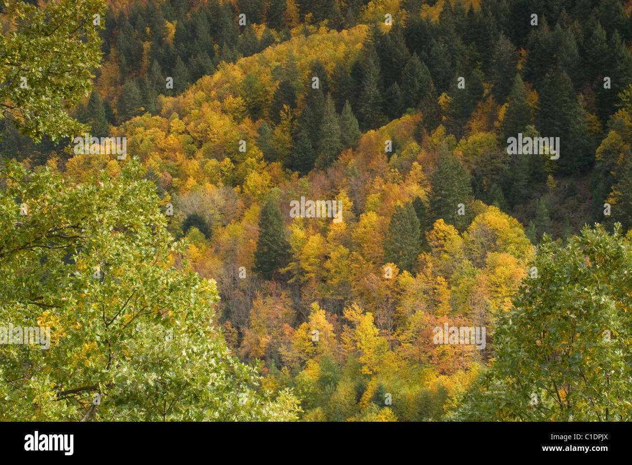 Oak and chestnut forest during fall Stock Photo - Alamy