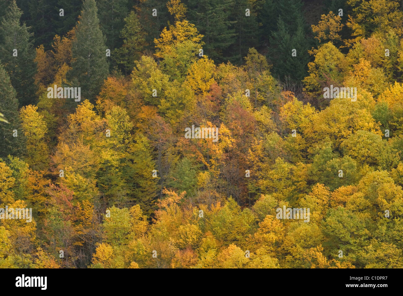 Oak and chestnut forest during fall Stock Photo - Alamy