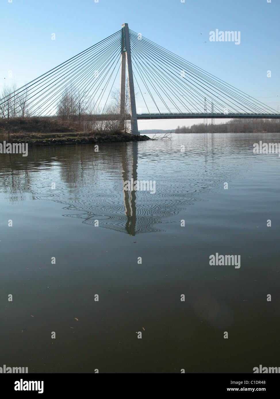 Austrian rose hi-res stock photography and images - Alamy