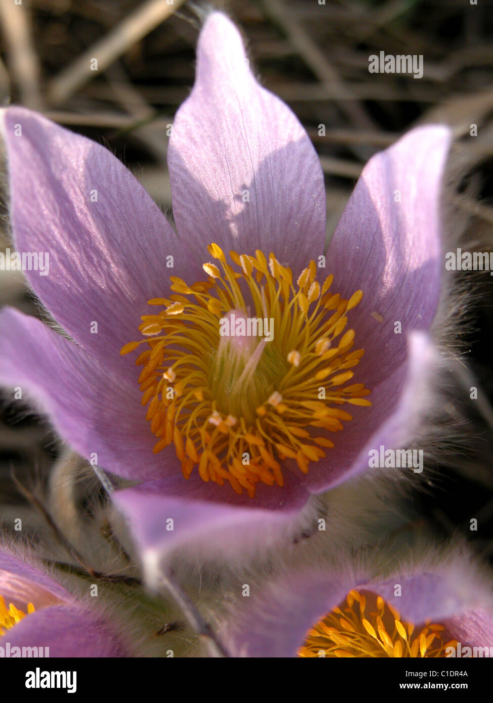 Meadows pasque flower hi-res stock photography and images - Alamy