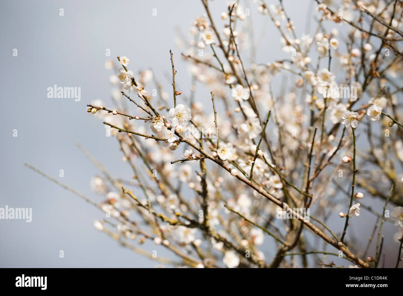 Japanese flowering apricot prunus mume hi-res stock photography and ...