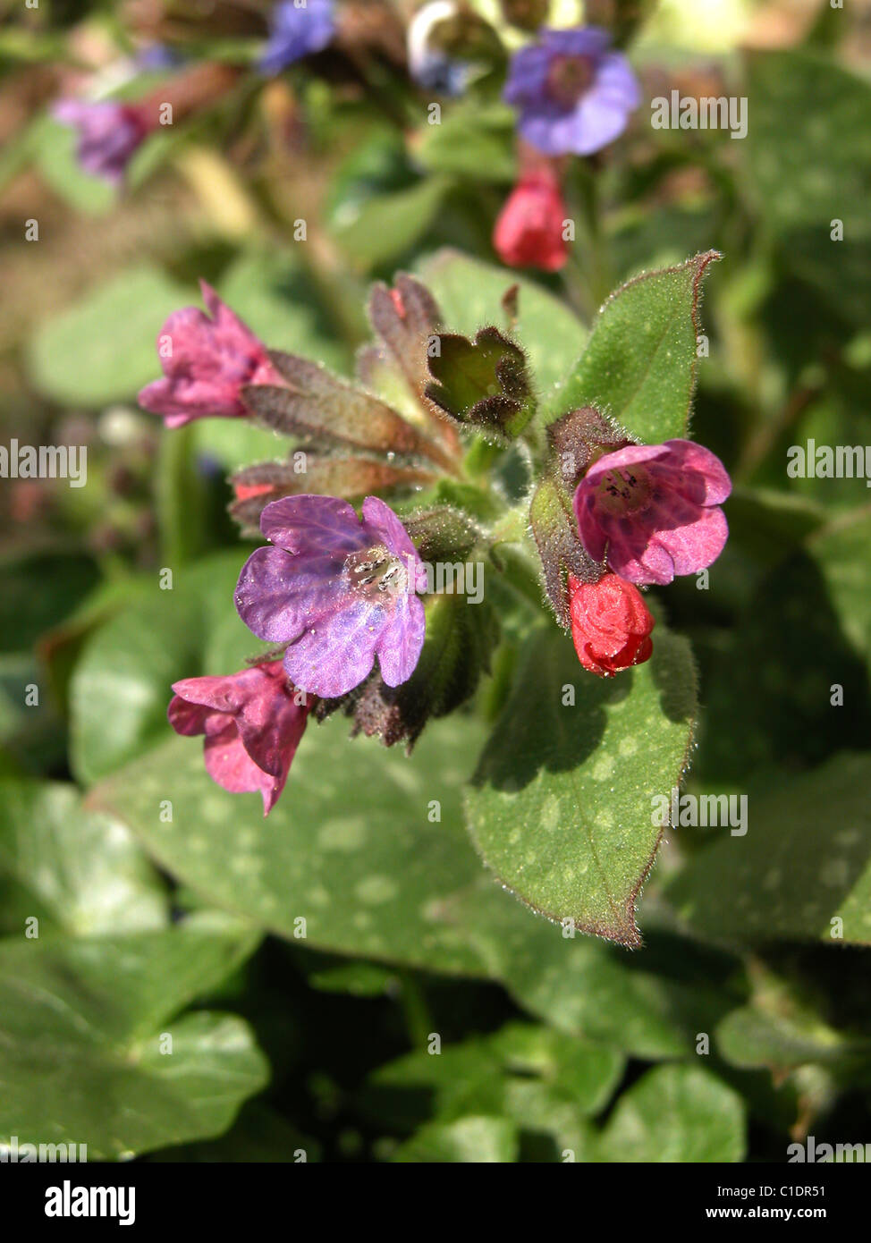 Lungwort blue flower herb hi-res stock photography and images - Alamy