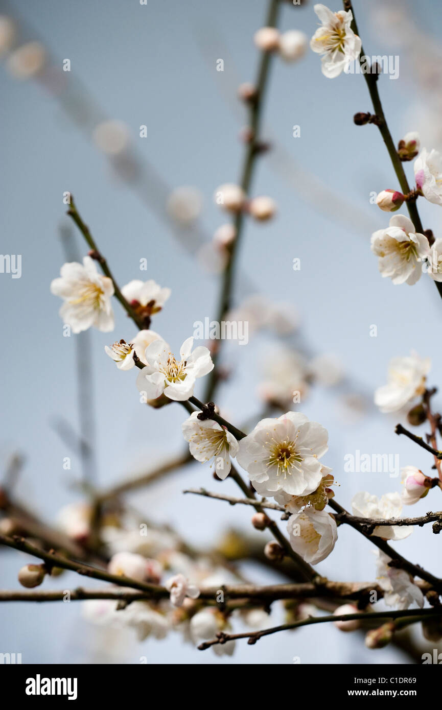 Prunus mume hi-res stock photography and images - Alamy