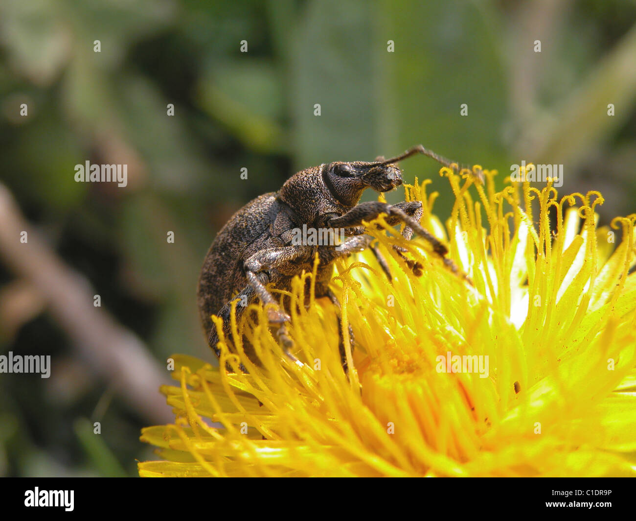 Weevils food hi-res stock photography and images - Alamy