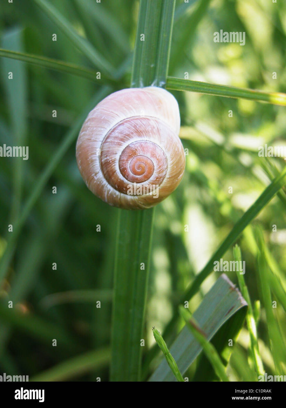 Snail house building hi-res stock photography and images - Alamy