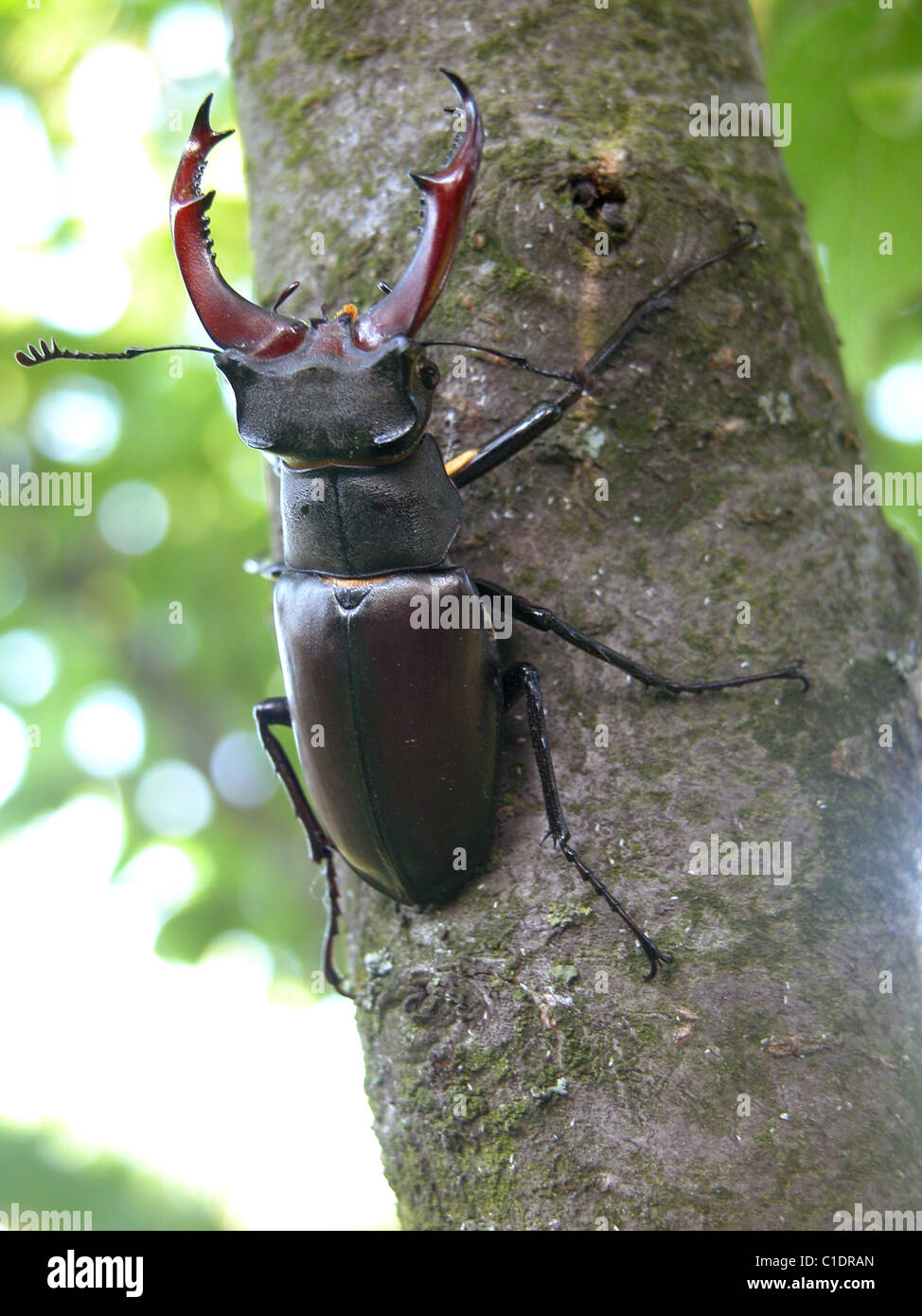 Body beetle hi-res stock photography and images - Alamy