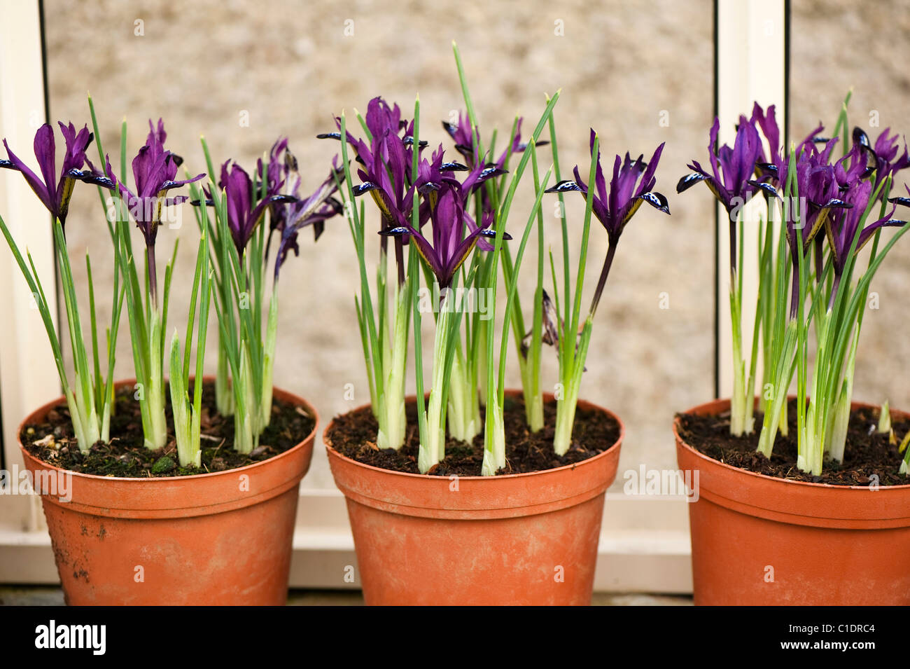 Iris Reticulata Pot High Resolution Stock Photography and Images - Alamy