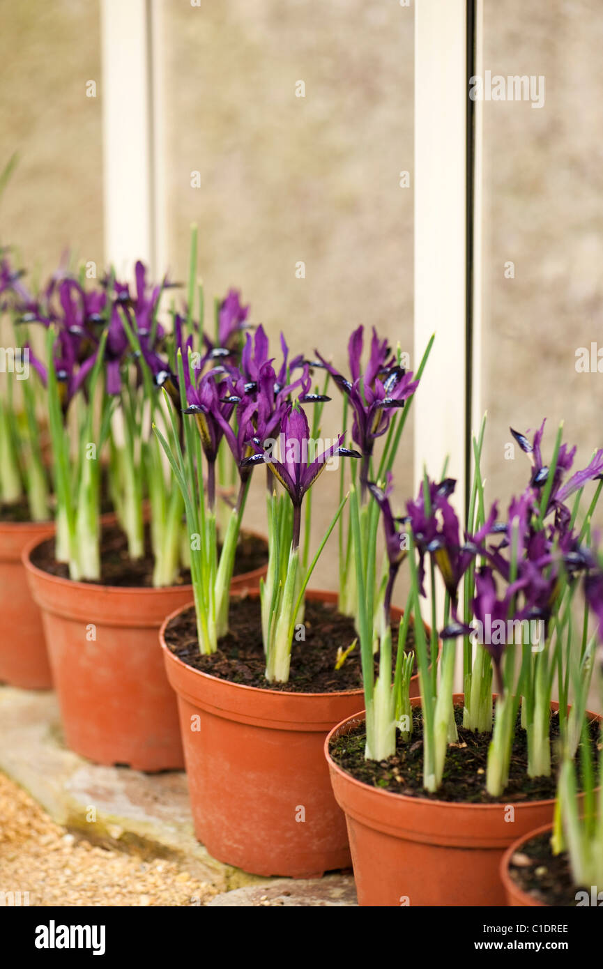 Iris Reticulata Indoors