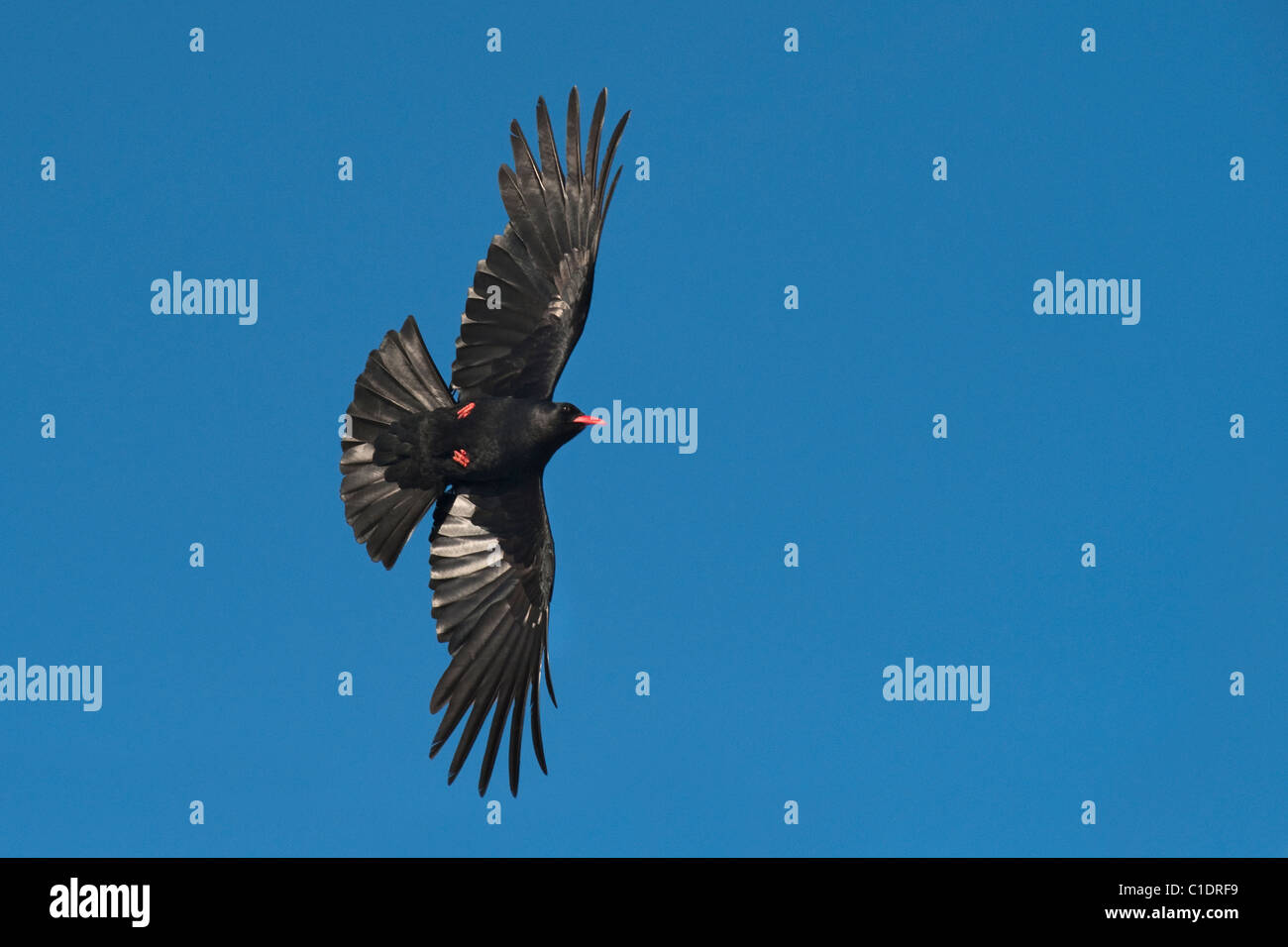 Red Billed Chough High Resolution Stock Photography and Images - Alamy