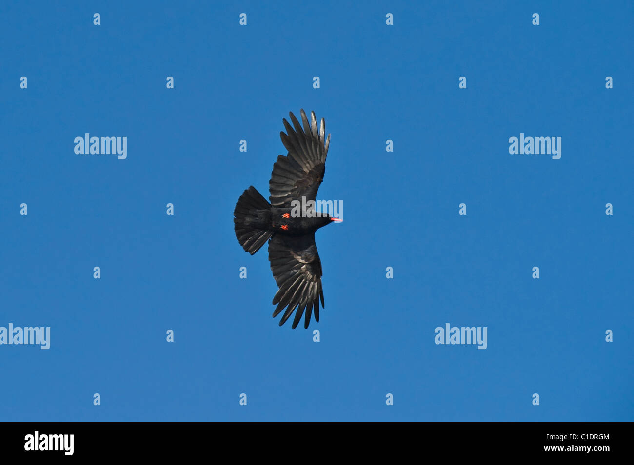 Red billed chough hi-res stock photography and images - Alamy