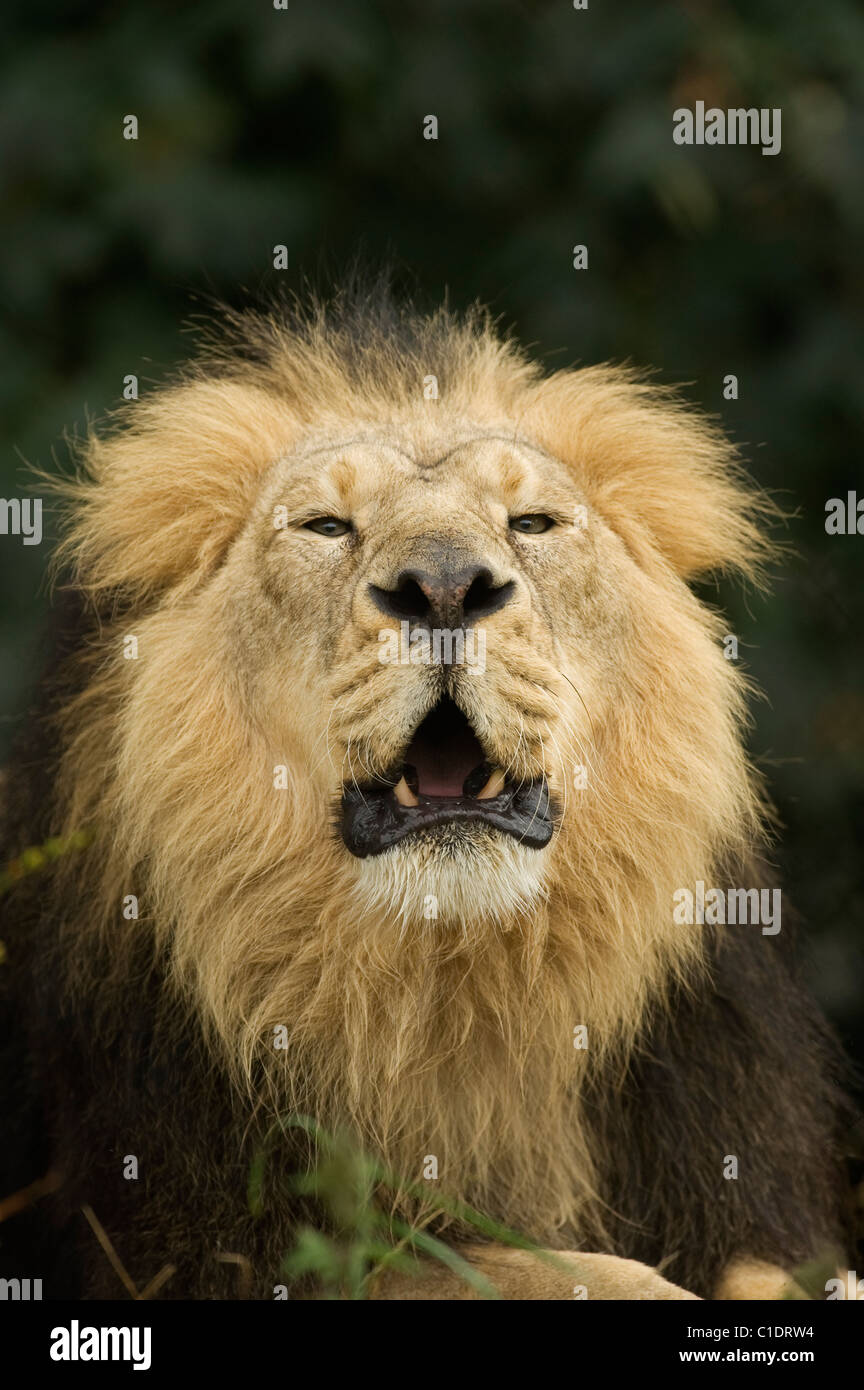 Asian lion hi-res stock photography and images - Alamy