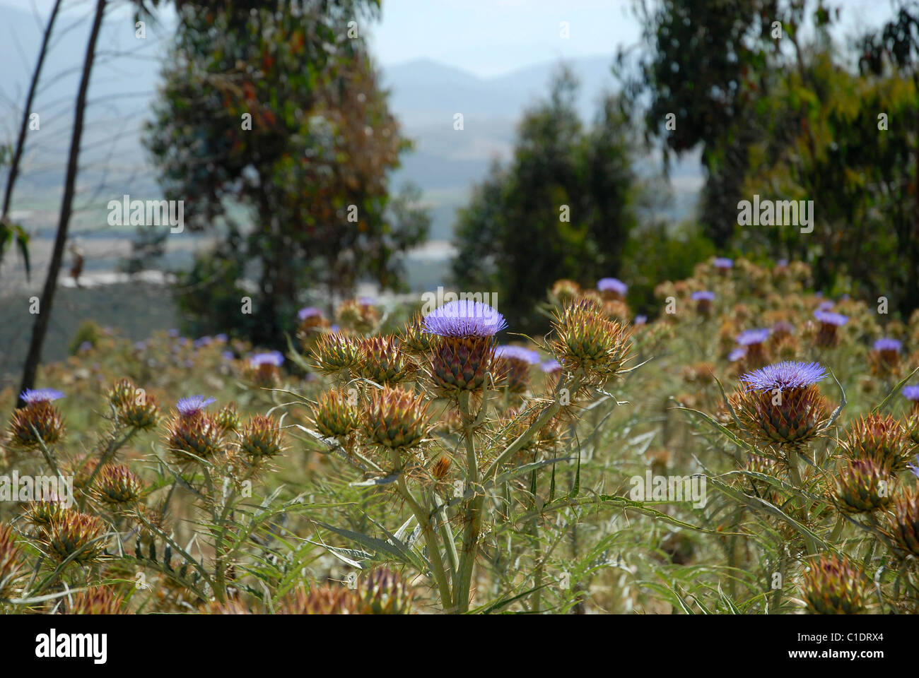thistles in a field Stock Photo - Alamy